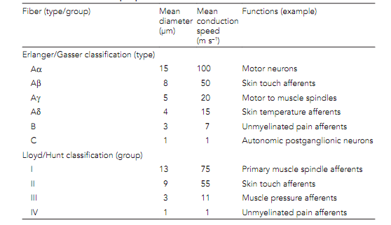 今天還是晴天: 神經細胞的靜止膜電位及動作電位