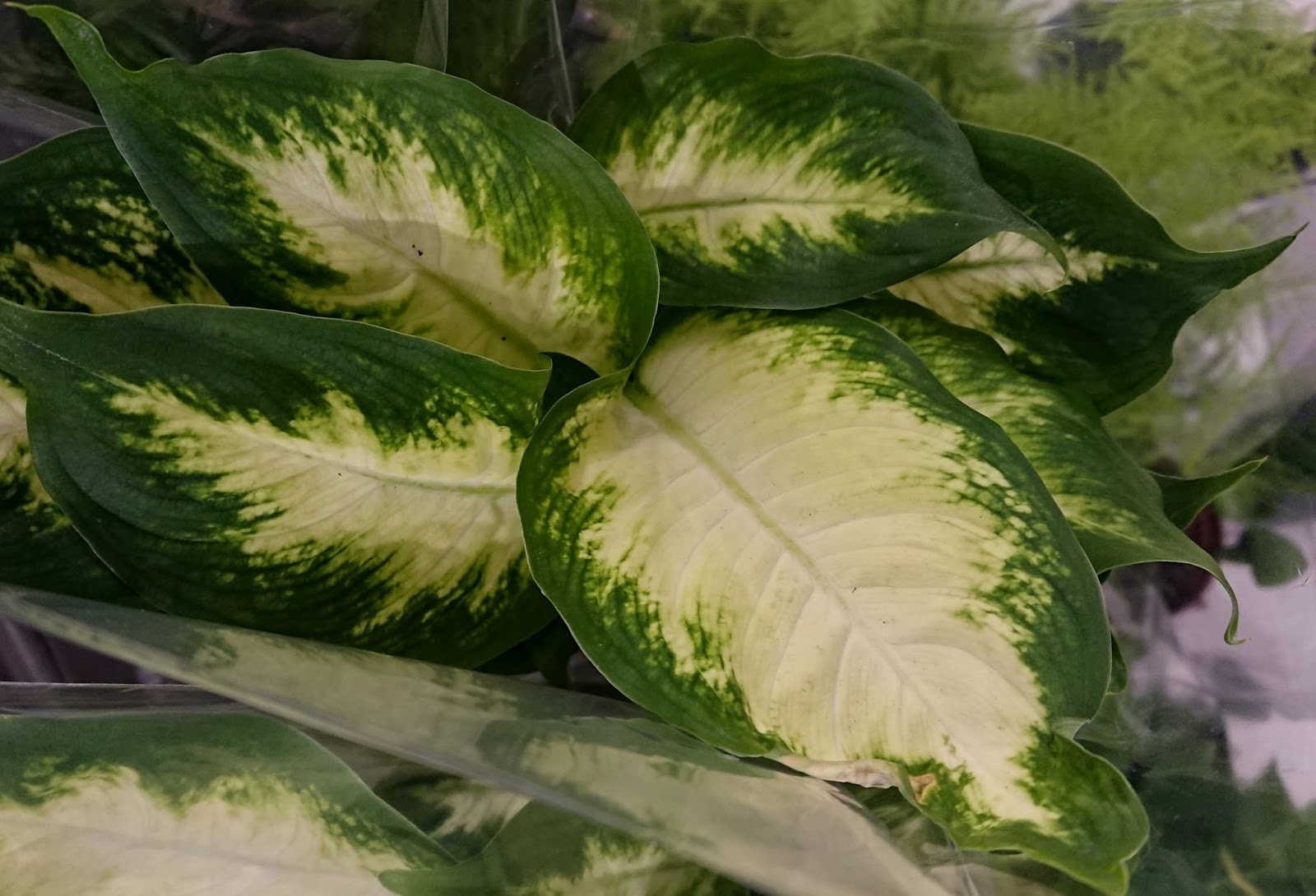 Dieffenbachia