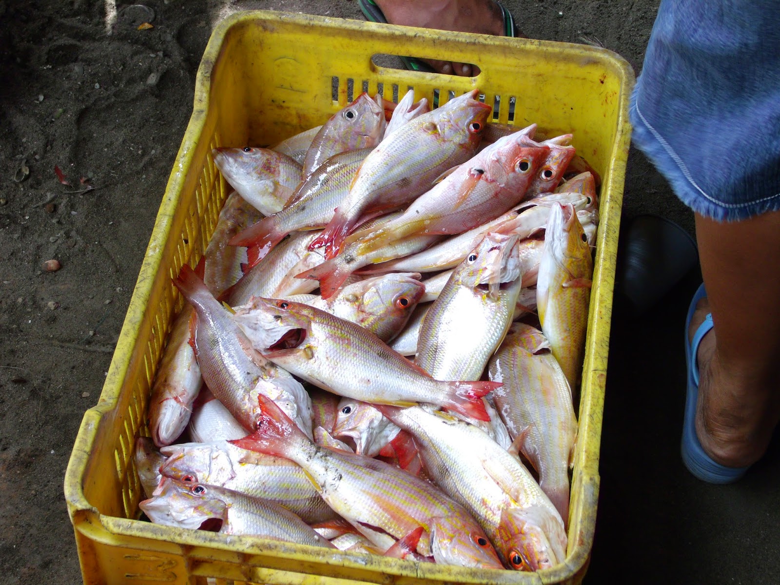 Conservando Recursos Hidrobiológicos y Pesqueros: Investigación ...