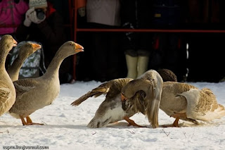 Breed Savers: Steinbacher Geese