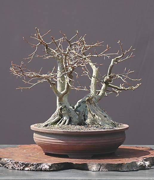 Walter Pall Bonsai Adventures: European beech #3 in new pot