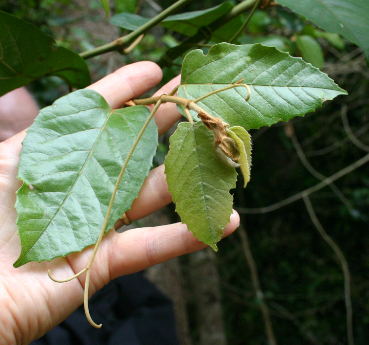 Toowoomba Plants: Kangaroo Vine