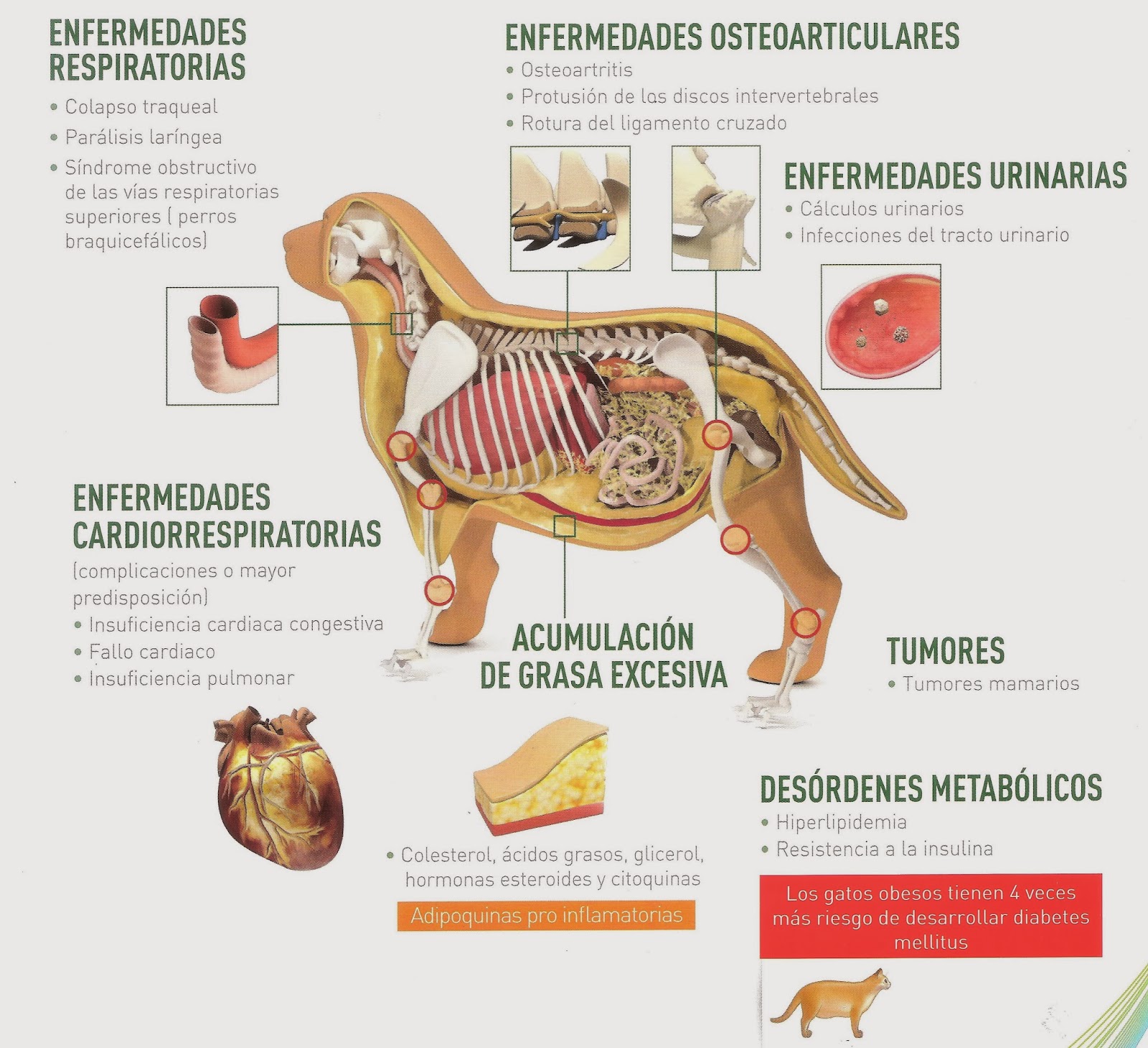 Clinica Veterinaria Torreblanca: ALIMENTACIÓN Y OBESIDAD EN LAS MASCOTAS.