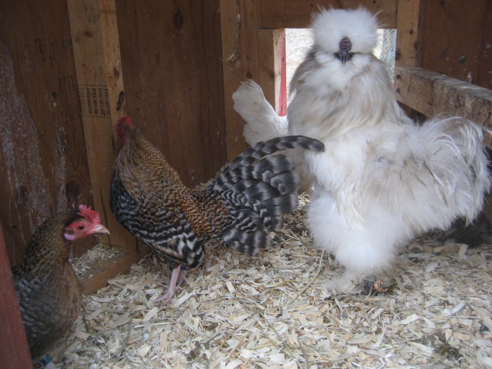 Chicken Scratch: Jewelry Box Chickens