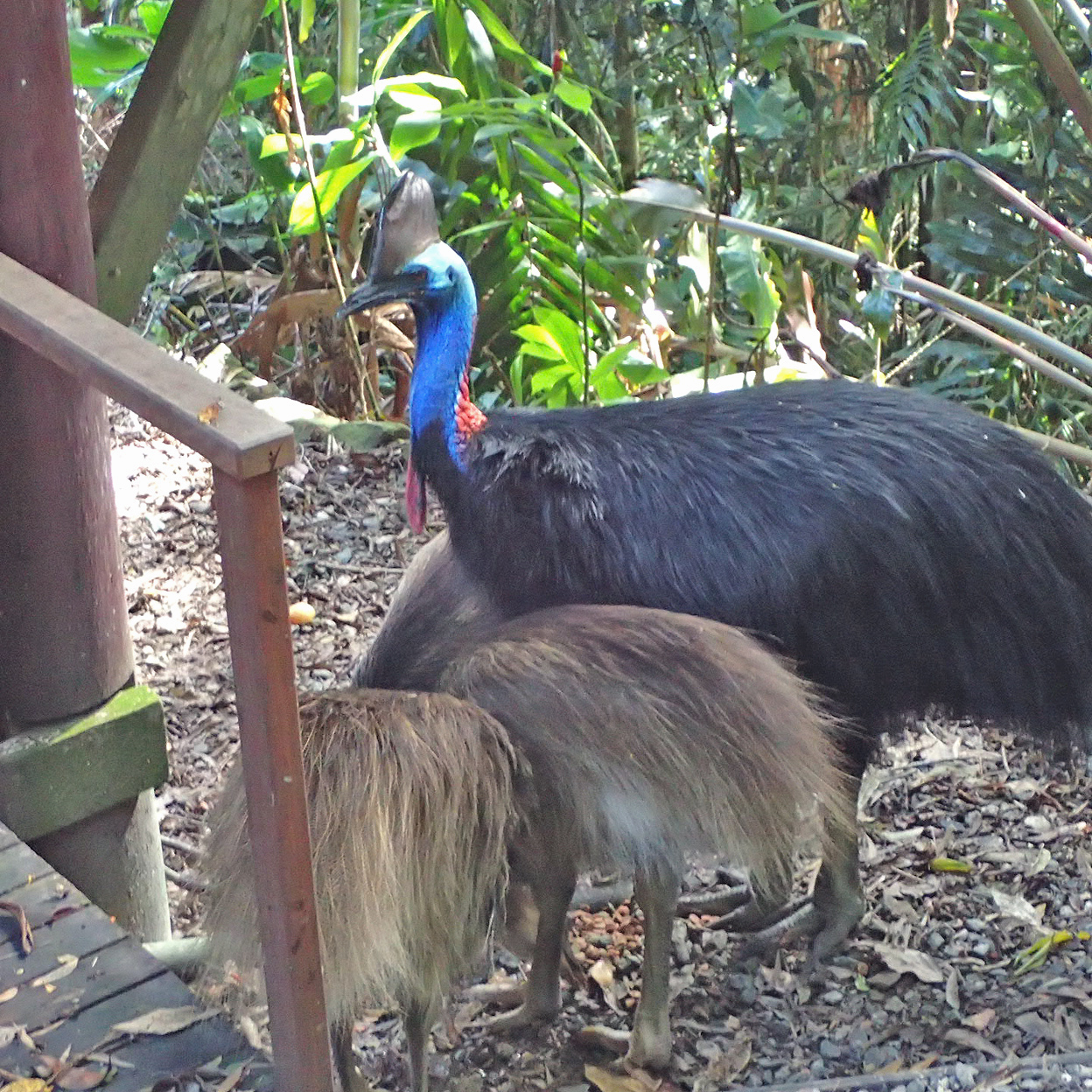 BunyipCo: April 2018