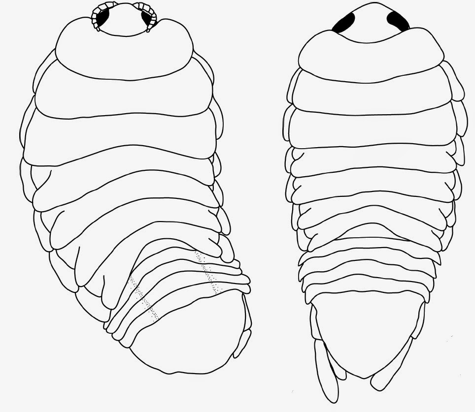 Sciency Thoughts: A parasitic Cymothoid Isopod from the Virgin Islands.