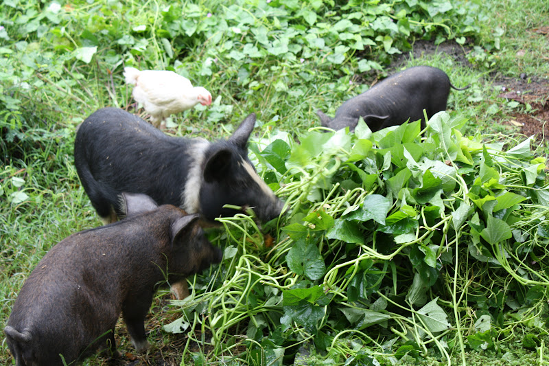 Spread Organic Agriculture in the Philippines: WHERE TO GET: Native Pigs