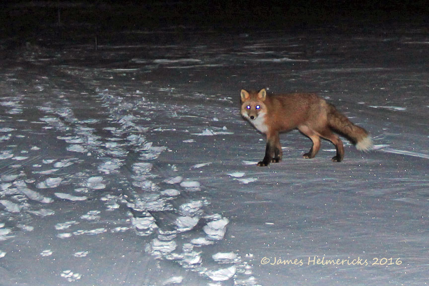 Arctic Smoke Signals
