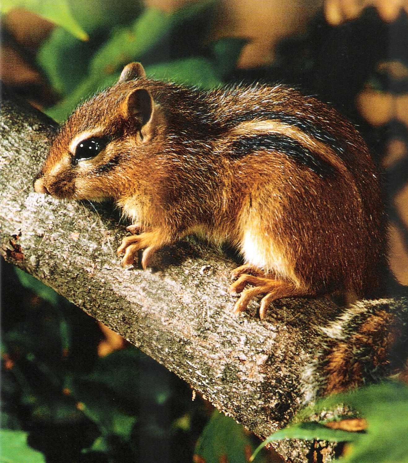 Zoológico Virtual do Koba: Tâmia