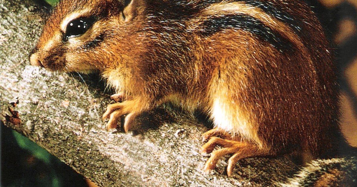 Zoológico Virtual do Koba: Tâmia