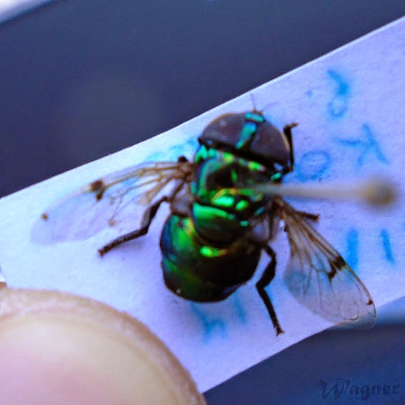 Insetologia - Identificação de insetos: Mosca Obesa no Rio Grande do Norte