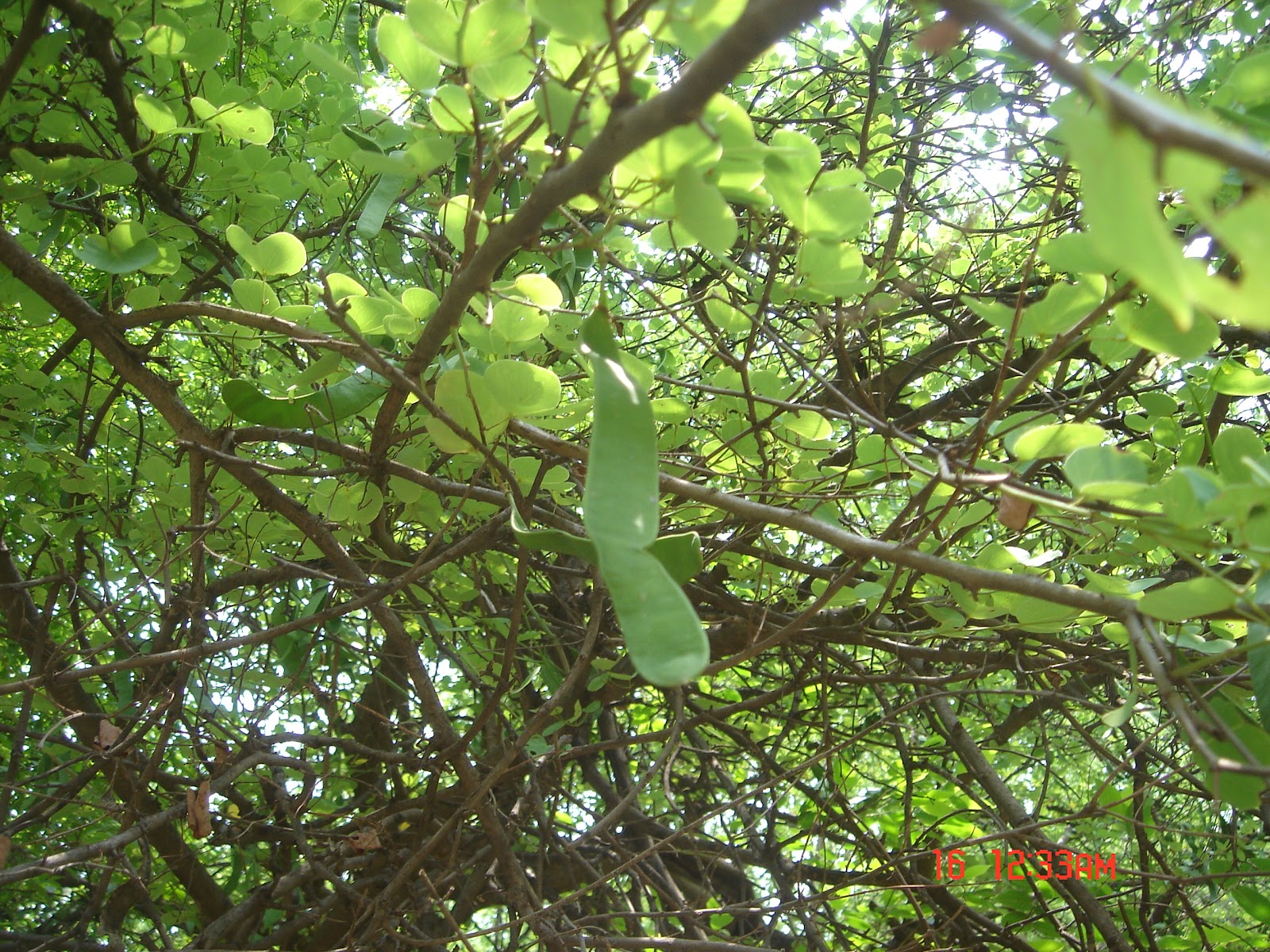 Wildbytes from India: Mangarbani Sacred Grove