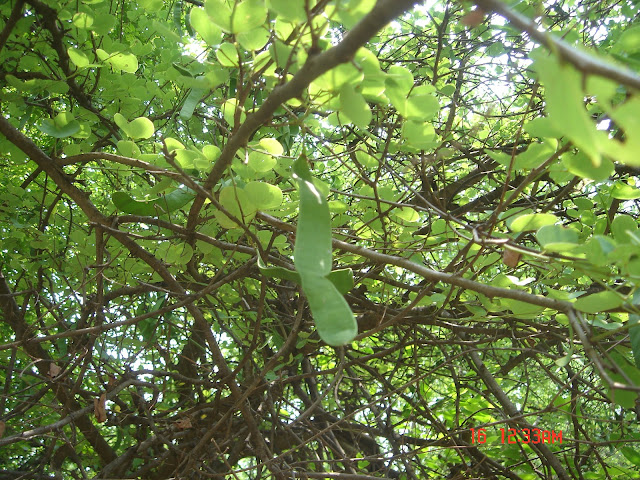 Wildbytes from India: Mangarbani Sacred Grove