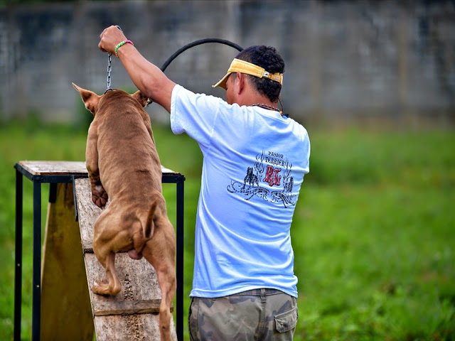 Inician terapia canina para presos con perros rescatados en cárceles de ...
