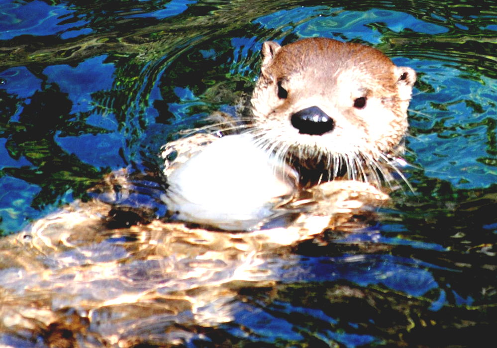 Virginia Living Museum - Va Living Museum