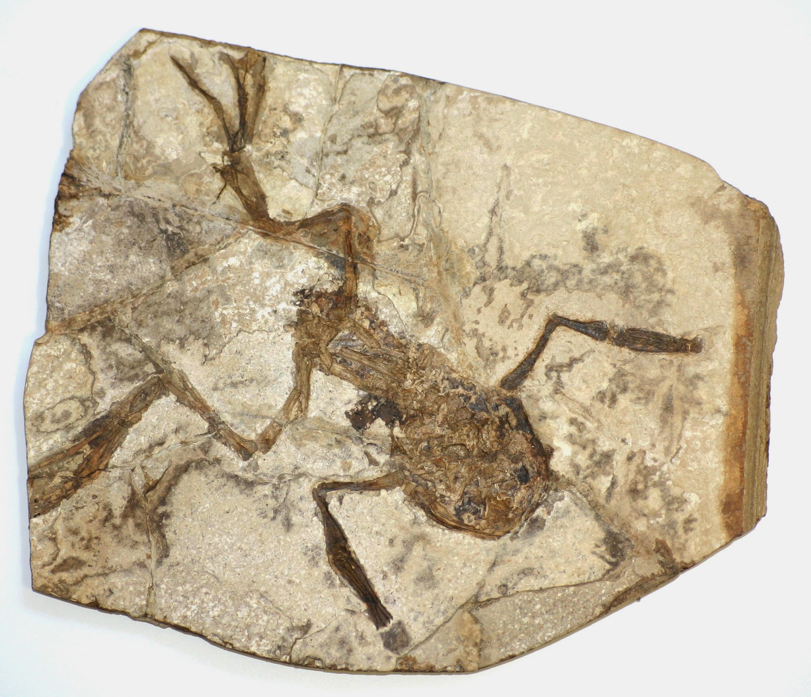 Contoh Nama Batu Fosil Kayu dan Perbedaannya