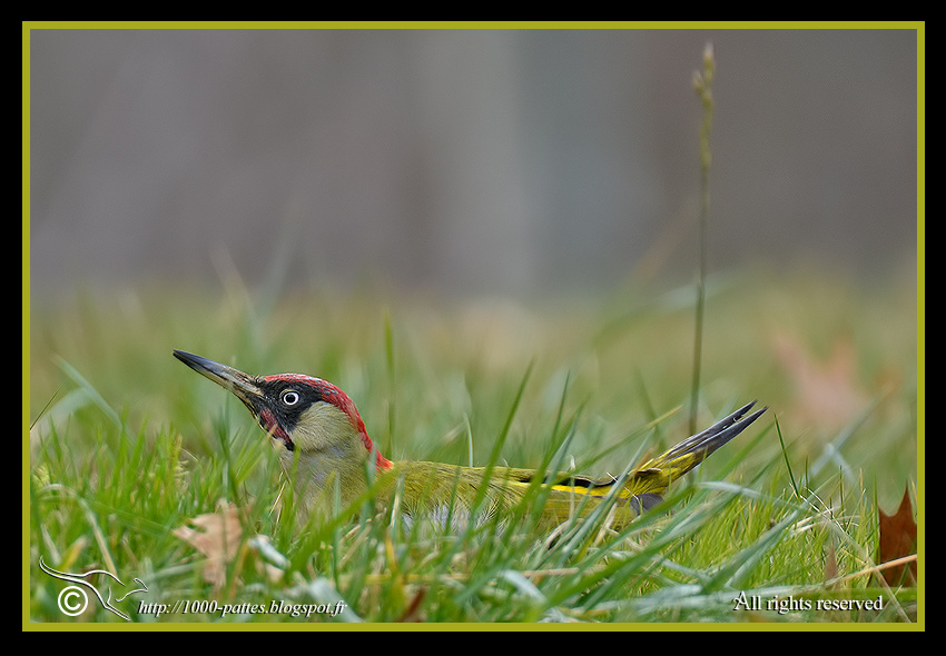 WILDLIFE GATEWAY: Pivert mâle