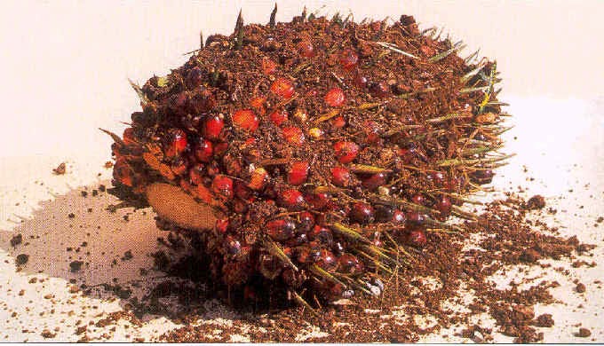 Mari Jadi Orang Baik: PENGGREDAN BUAH KELAPA SAWIT