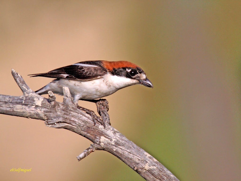 Miguel fotografia: Alcaudón común (Lanius senatur)