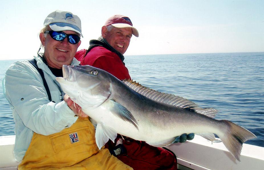 Big Fishes of the World: TILEFISH BLUE LINE (caulolatilus microps)