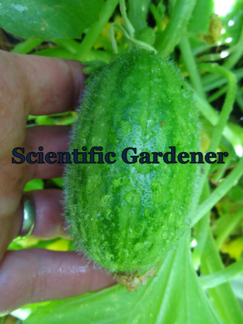 The Scientific Gardener: Caroselli