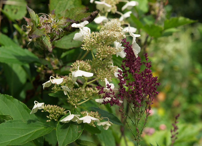 Hydrangea paniculata, die Rispenhortensie: 'Papillon'