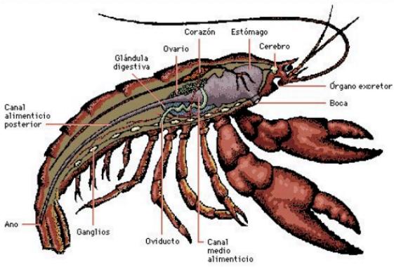 Crustaceos: Características Gerais
