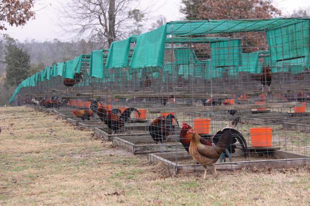 Gallos Y Galleros: (NUEVO) Entrevista A Gene Batia.