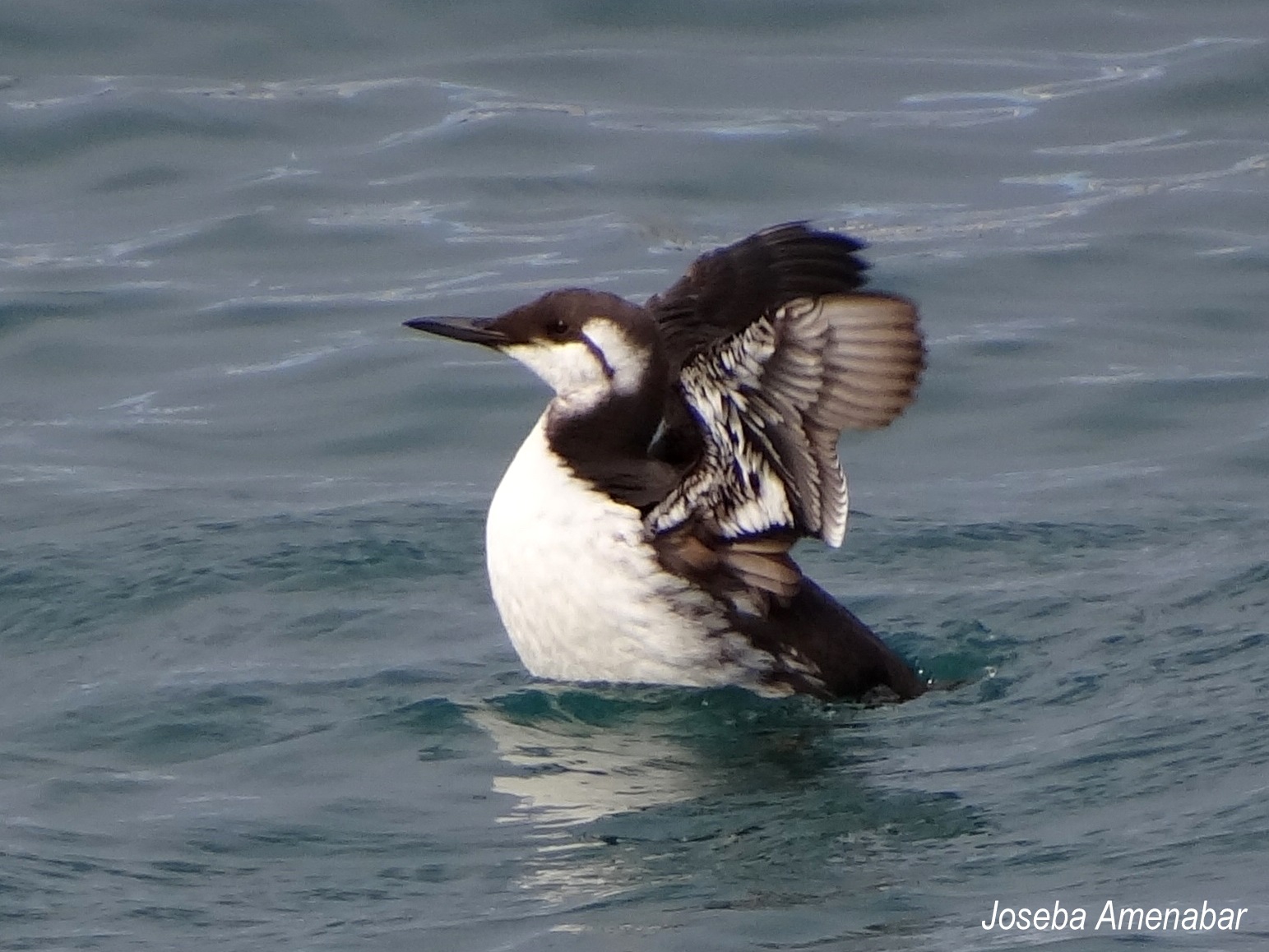 HEGAZTIKLIK: ARAO (Uria aalge)