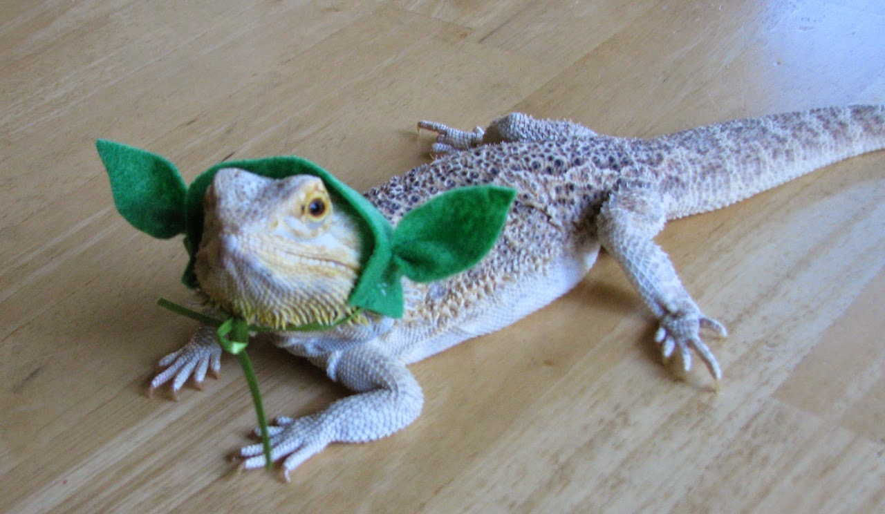 Sarah's Bearded Dragon Rescue: Star Wars Costumes!