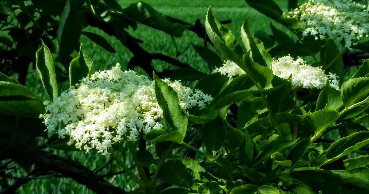 Plaster z opatrunkiem: Dziki bez