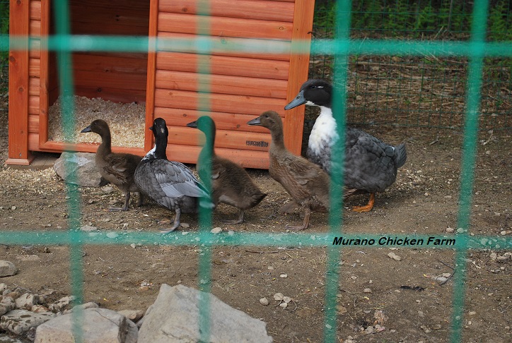Call ducks, the mini duck you need in your life! - Murano Chicken Farm
