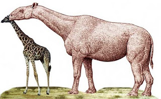 Fauna Prehistorica: PARACERATHERIUM