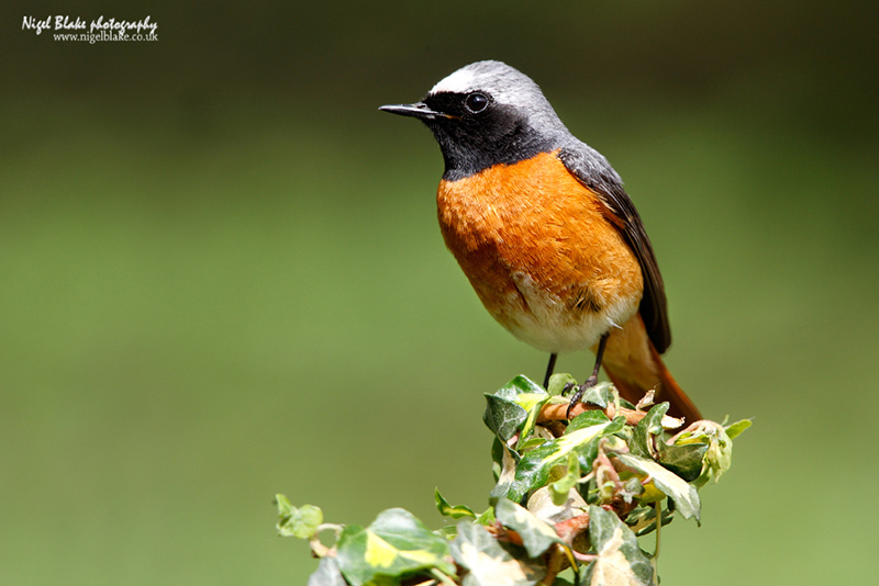 Nigel Blake nature photography: Some Welsh birds