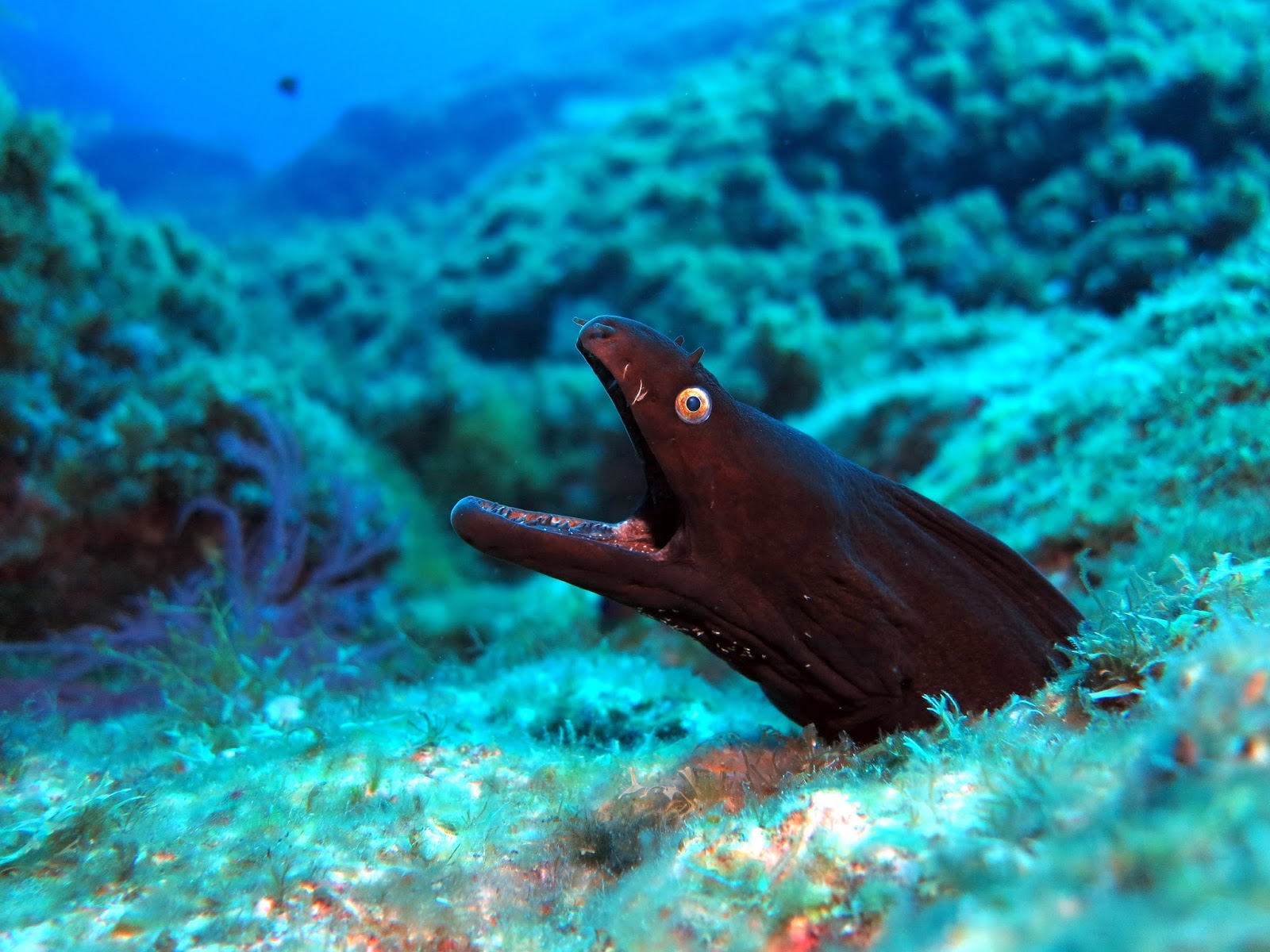 Ilhéus das Formigas, destino de excelência para o mergulho.