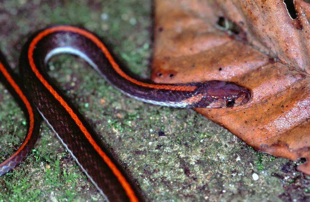 Ular Asli Indonesia: Colubridae