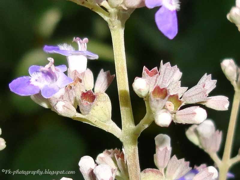 Vitex negundo | Nature, Cultural, and Travel Photography Blog