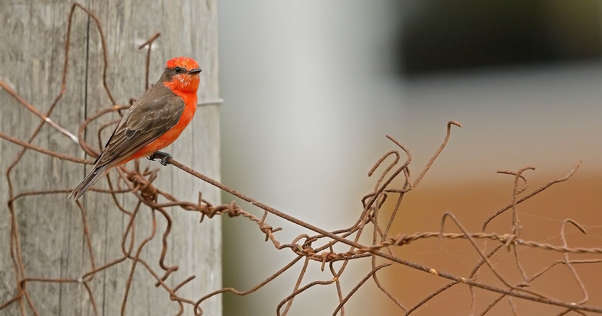 mis fotos de aves: Pyrocephalus rubinus Churrinche Common Vermilion ...