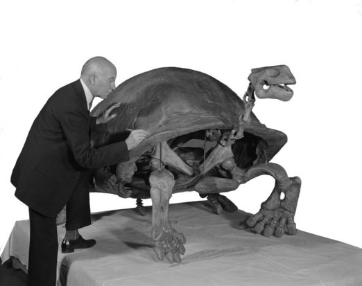 Escenarios prehistóricos: Colossochelys