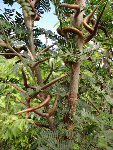 Nature Drawing and Journaling Trips : Nature Journaling in Belize 3