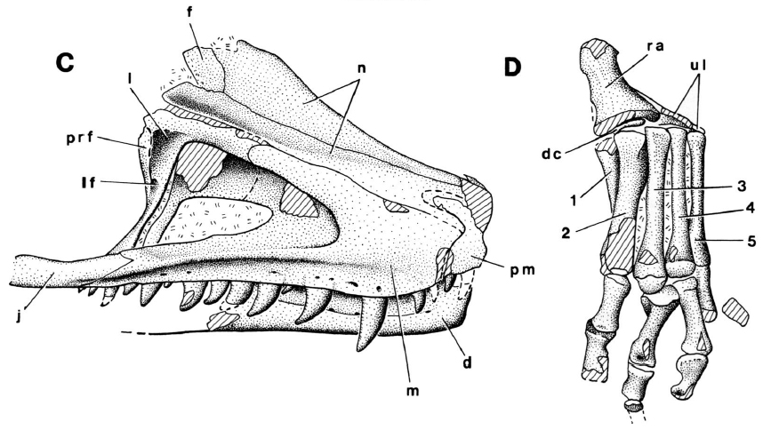 The Theropod Database Blog: Are Marasuchus, SMNS 12352 and Trialestes ...