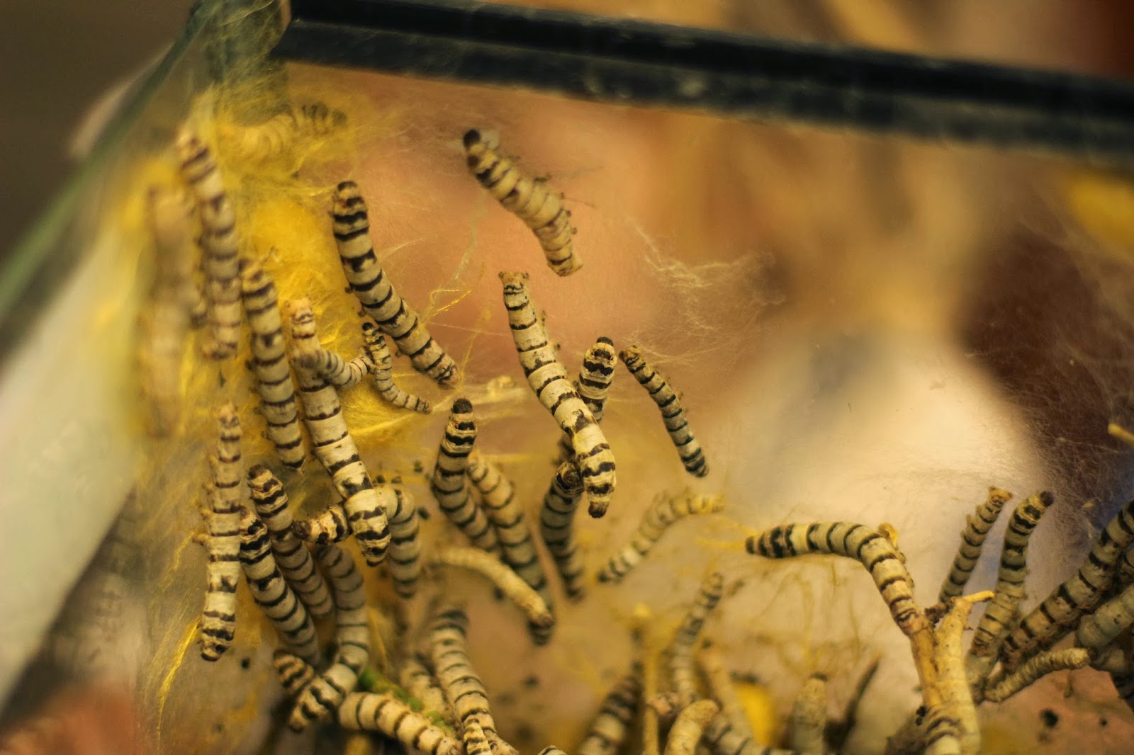 Wilder: Weekly Stills (with hints of silk & cream)