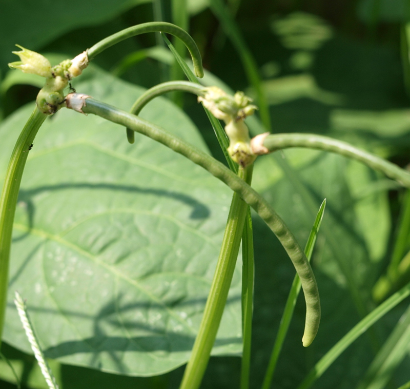 KnitOwl: 2013 garden documentation beans, cowpeas, sunflowers and tomatoes