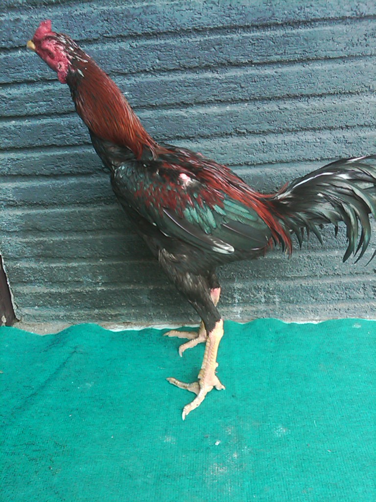 Jual Ayam Bangkok Birma / Burma Vietnam Saigon Import dan Ayam Aduan ...