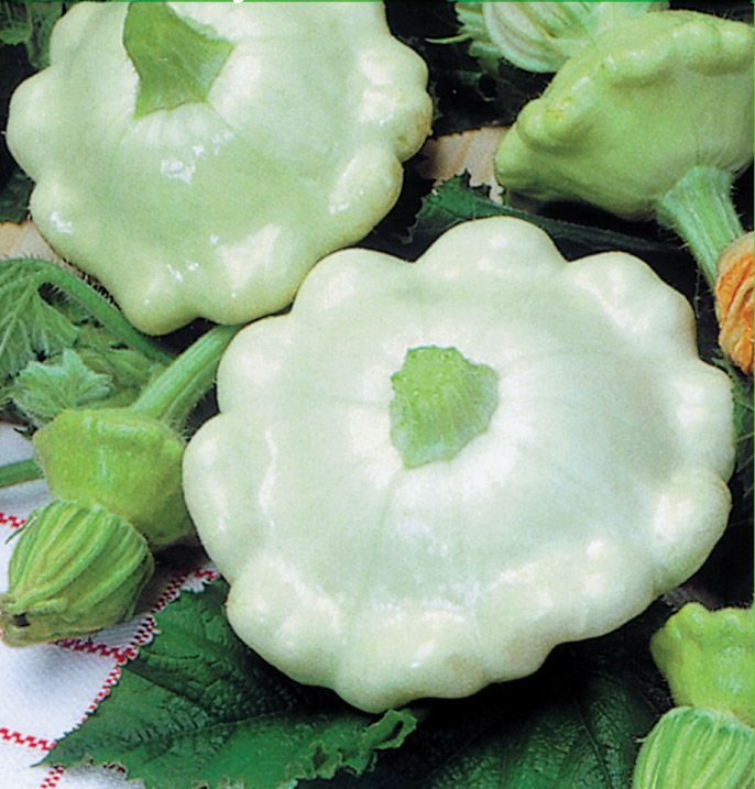 Hozzátáplálok!: Kapros - tejfölös patiszon főzelék 8+