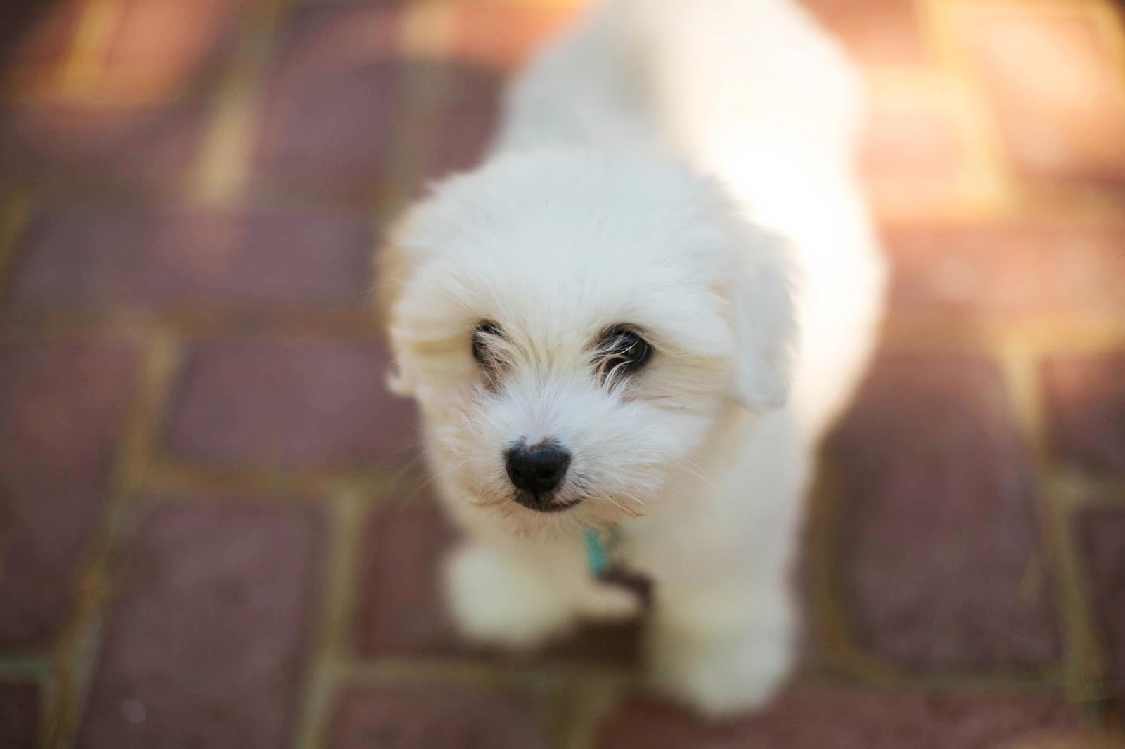 Bunny's Blog: Is Kupo the Next Celebrity Dog?