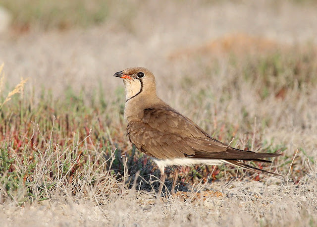 Richard Smith - Birdwatching Days Out: ROMANIA, Sinoe, Constanta, Part ...