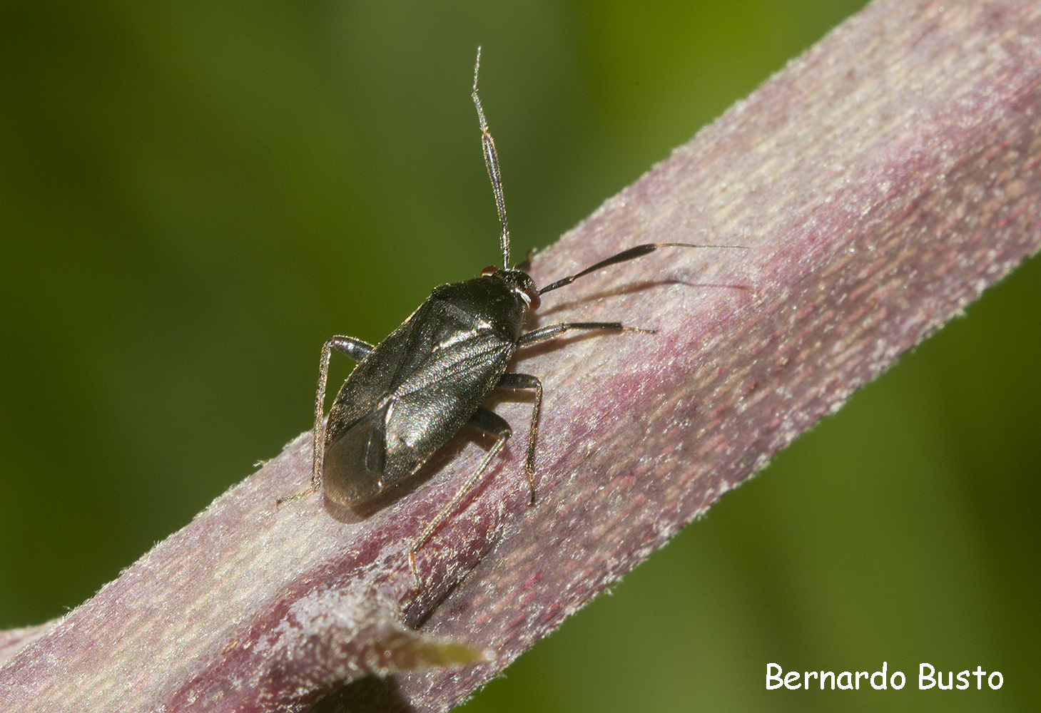 RÍA DE LA VILLA: Un Chinche negro