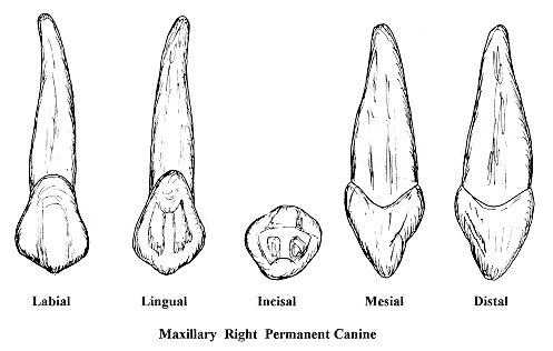 Um pouco de Odonto: Caninos