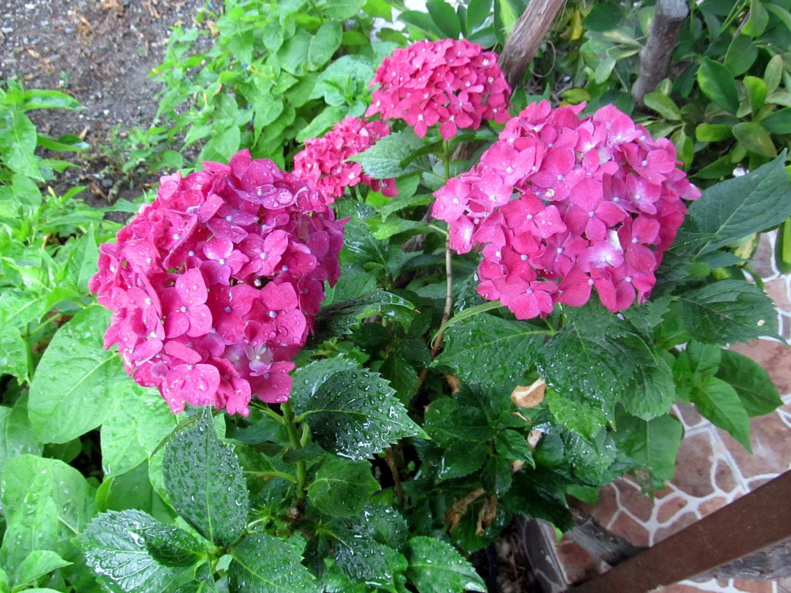 Cittaslow Botanik Park: ORTANCA ÇİÇEĞİ ( Hydrangea macrophylla )